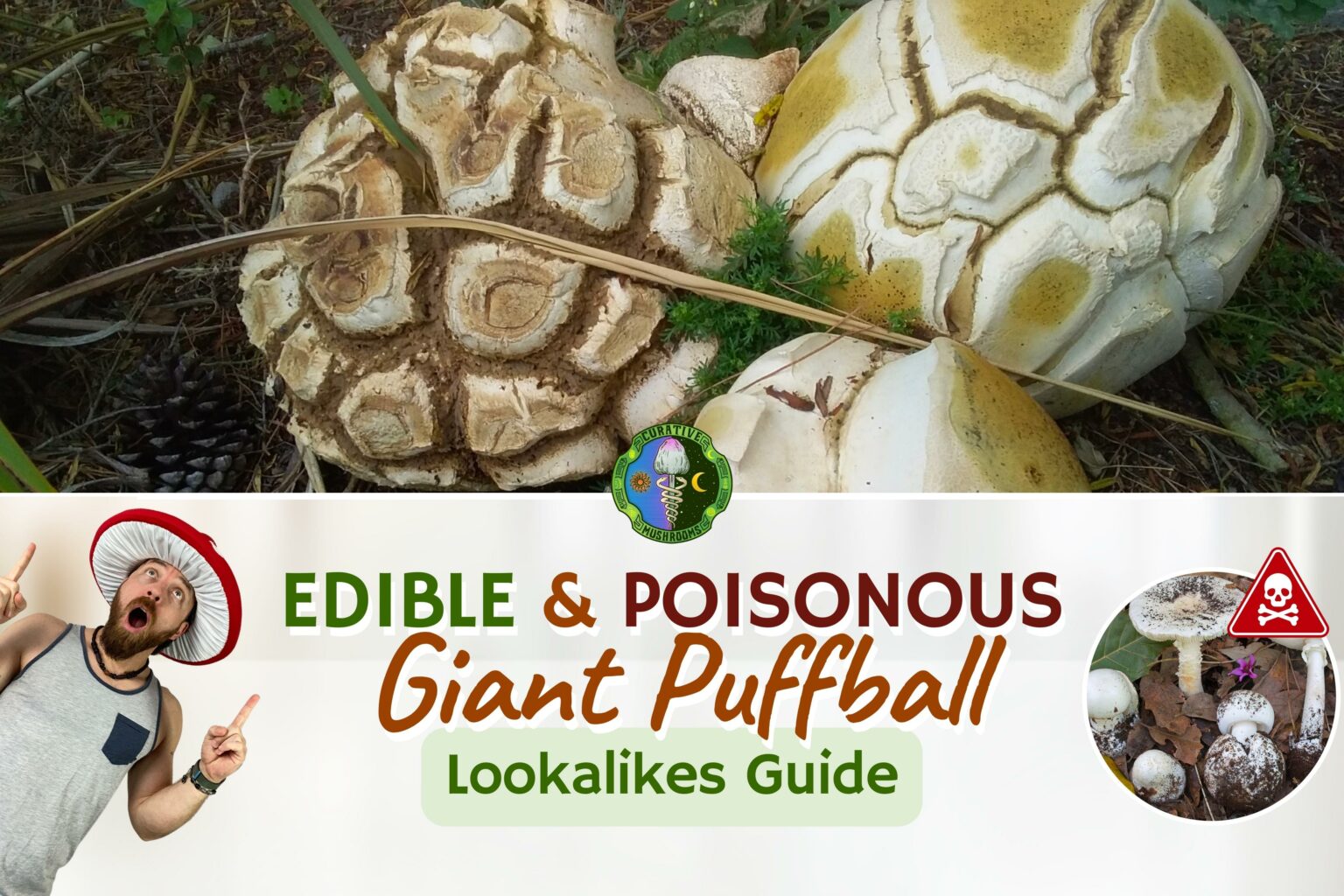 Giant Puffball Mushroom Poisonous and Edible Look-Alikes