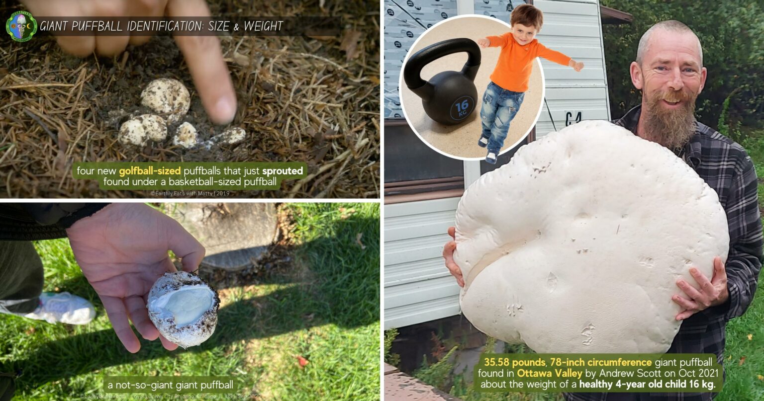 Giant Puffball Mushrooms Identification | Calvatia Gigantea