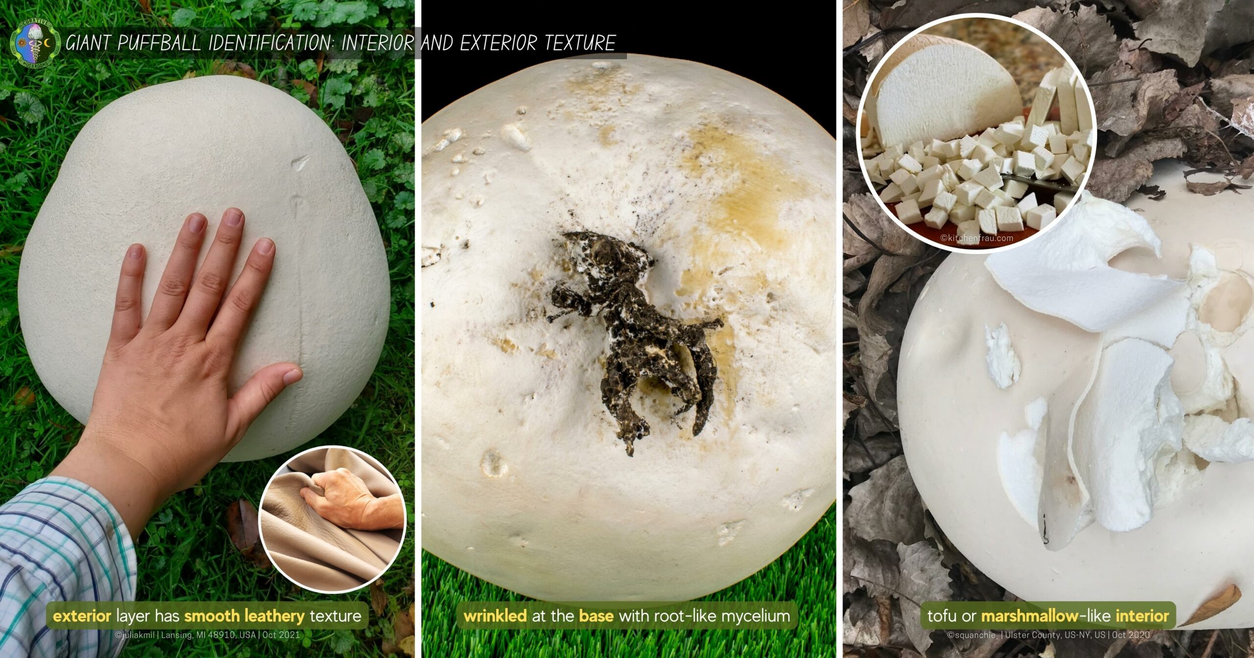 Giant Puffball Mushrooms Identification | Calvatia Gigantea