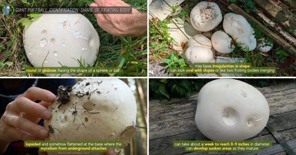 Giant Puffball Mushrooms Identification | Calvatia Gigantea