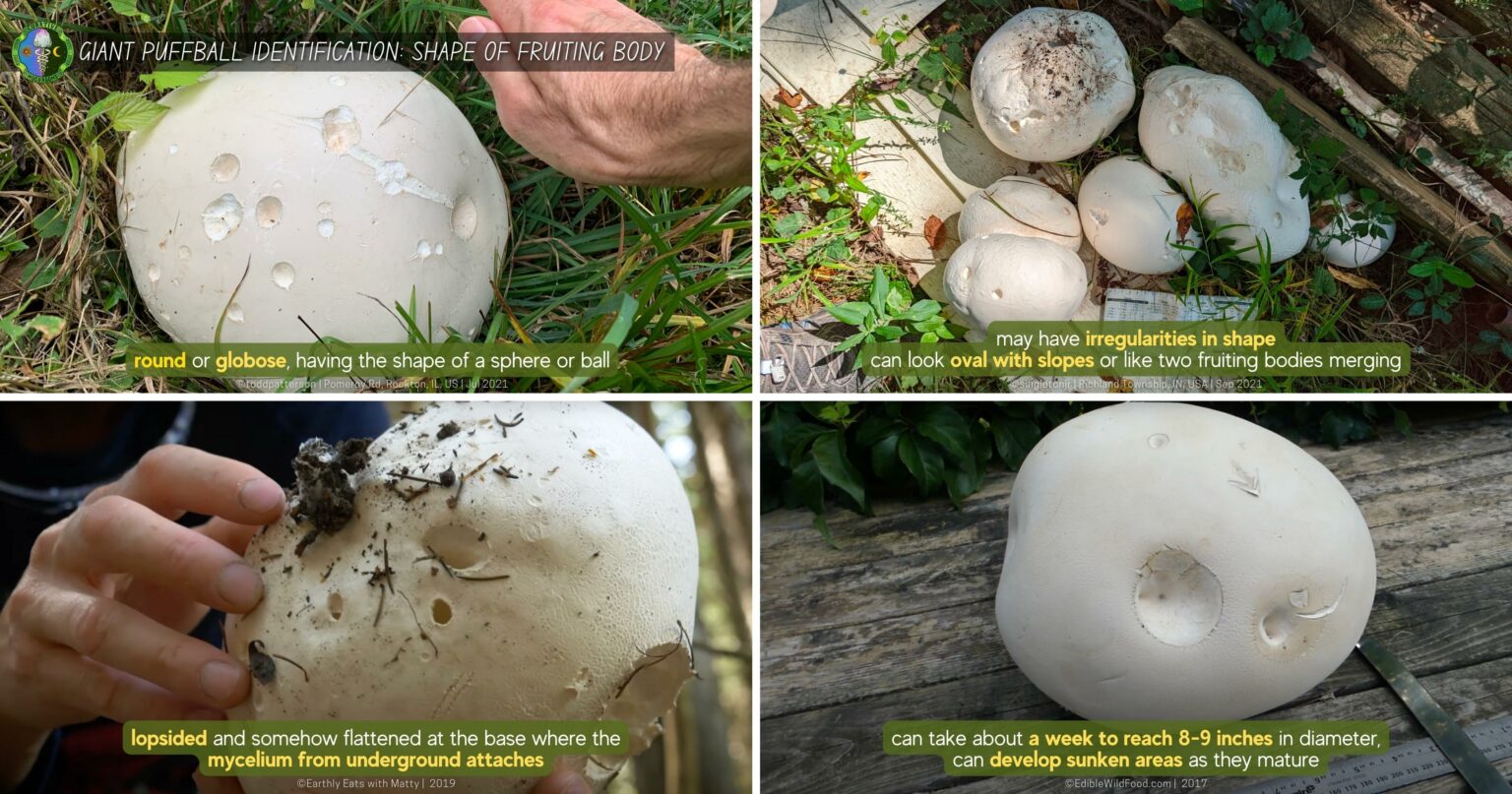 Giant Puffball Mushrooms Identification | Calvatia Gigantea