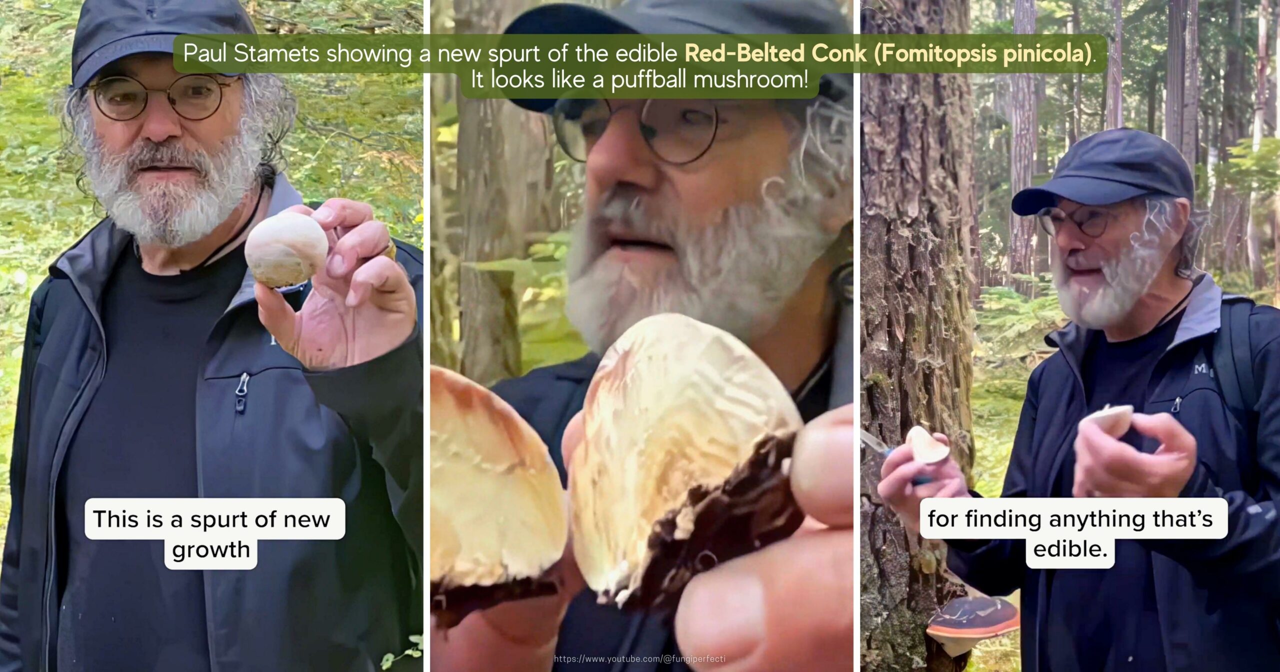 Giant Puffball Mushroom Poisonous and Edible Look-Alikes