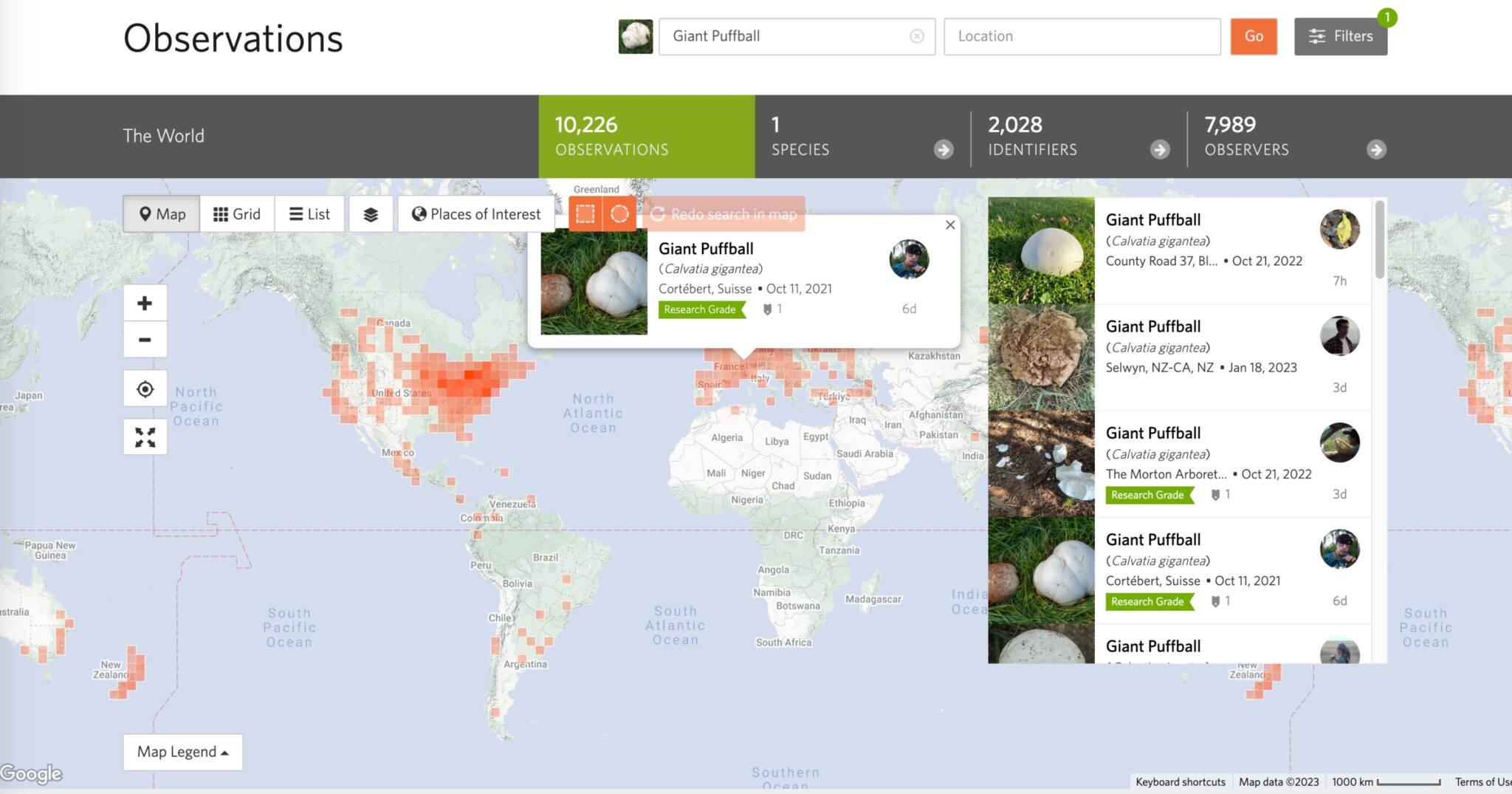 Giant Puffball Mushrooms Identification | Calvatia Gigantea