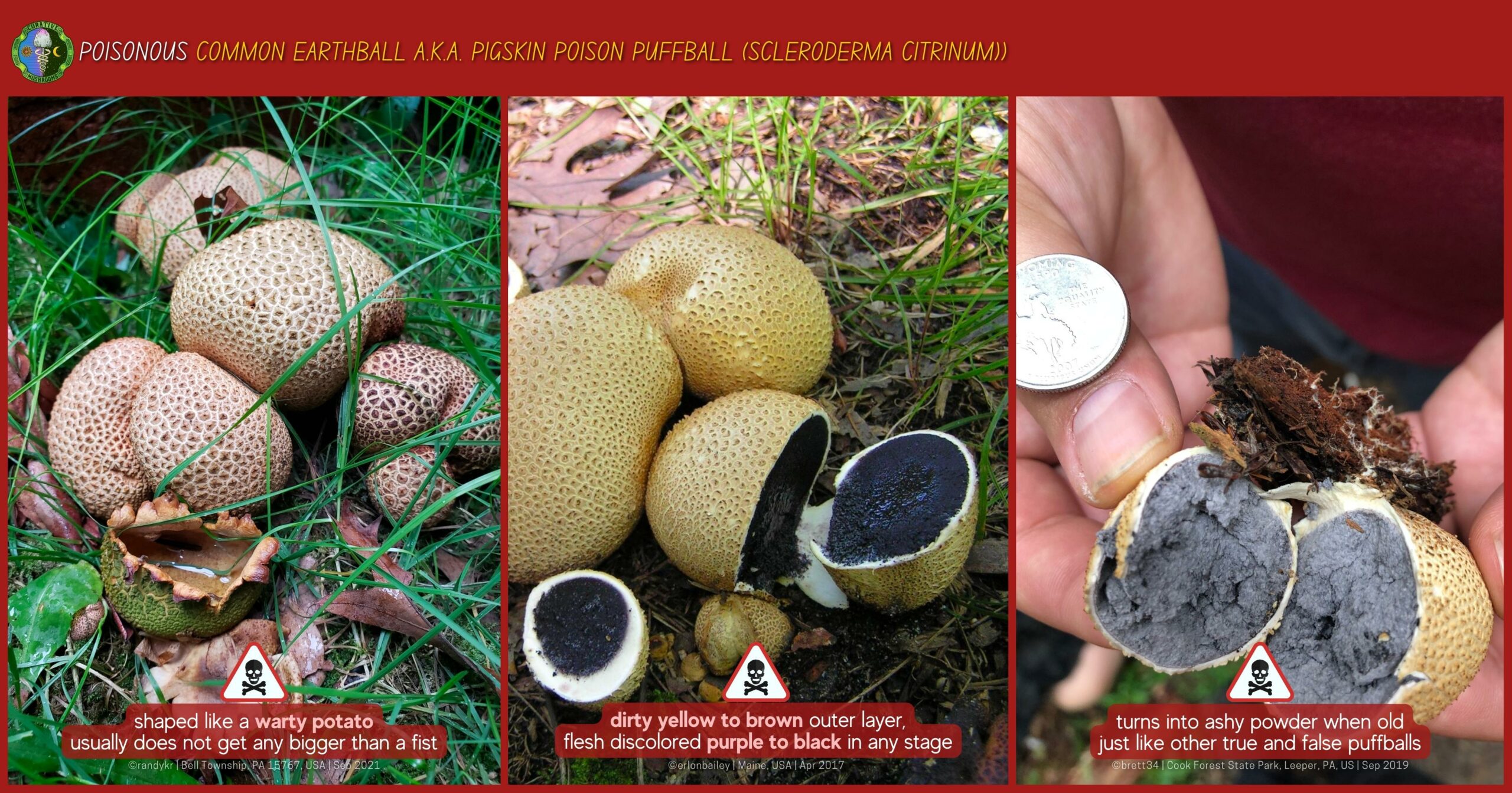 Giant Puffball Mushroom Poisonous and Edible Look-Alikes