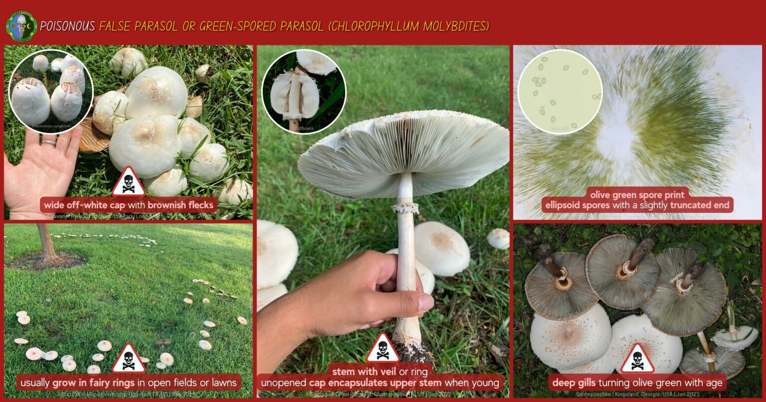 Giant Puffball Mushroom Poisonous and Edible Look-Alikes