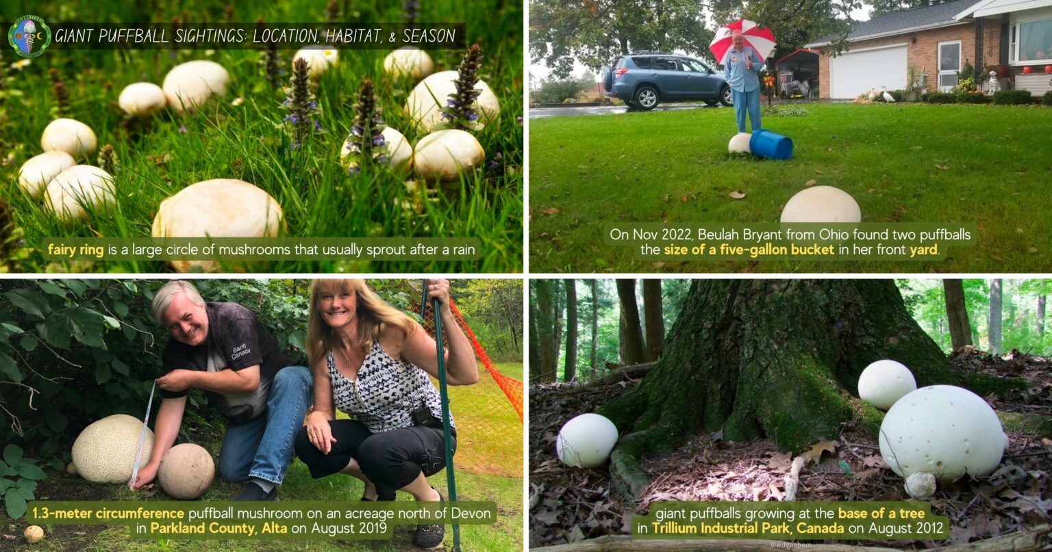 Giant Puffball Mushrooms Identification | Calvatia Gigantea