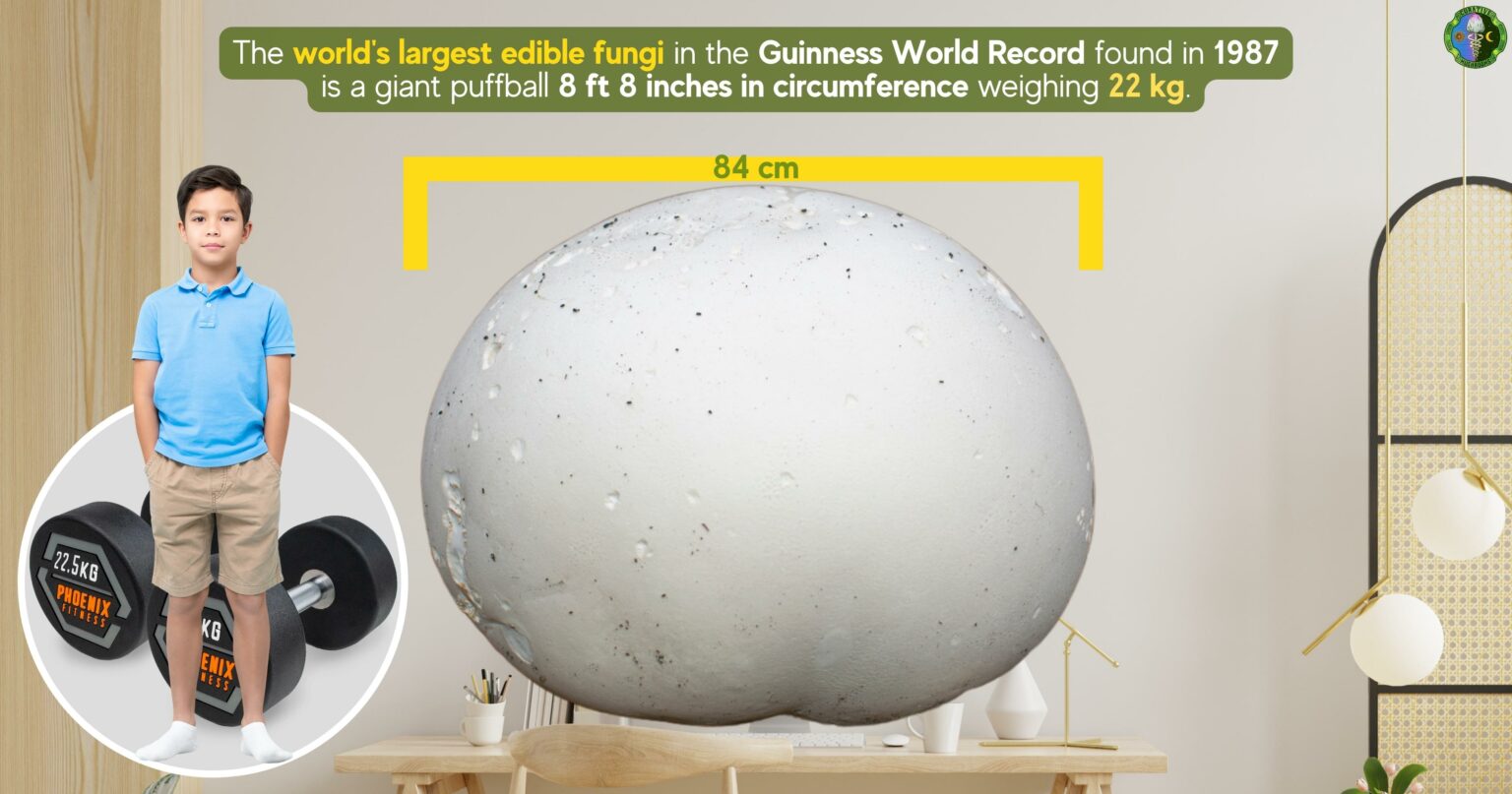 Giant Puffball Mushrooms Identification | Calvatia Gigantea