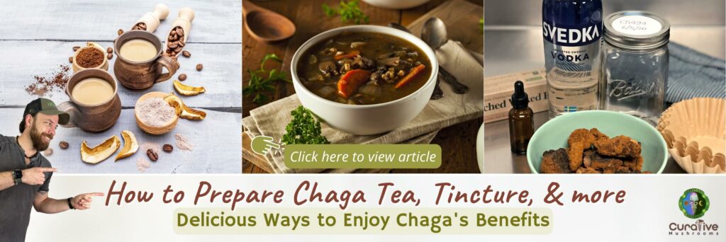 Chaga Mushroom Benefits for Skin and Health