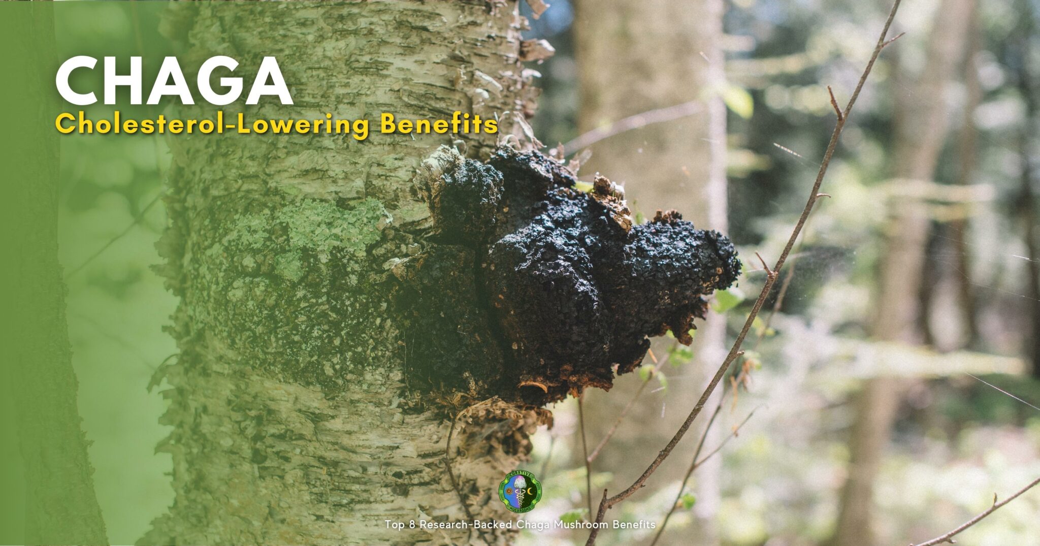 Chaga Mushroom Benefits for Skin and Health