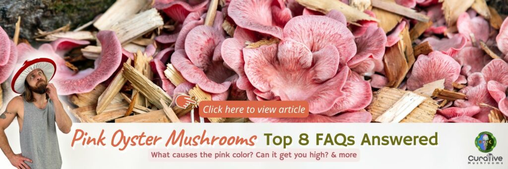 Pink Oyster Mushroom Guide | Pleurotus Djamor