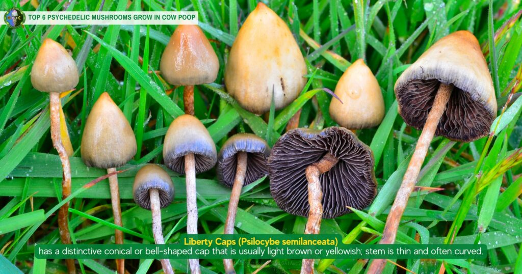 Do Psychedelic Mushrooms Grow in Cow Poop? Dung Mushrooms