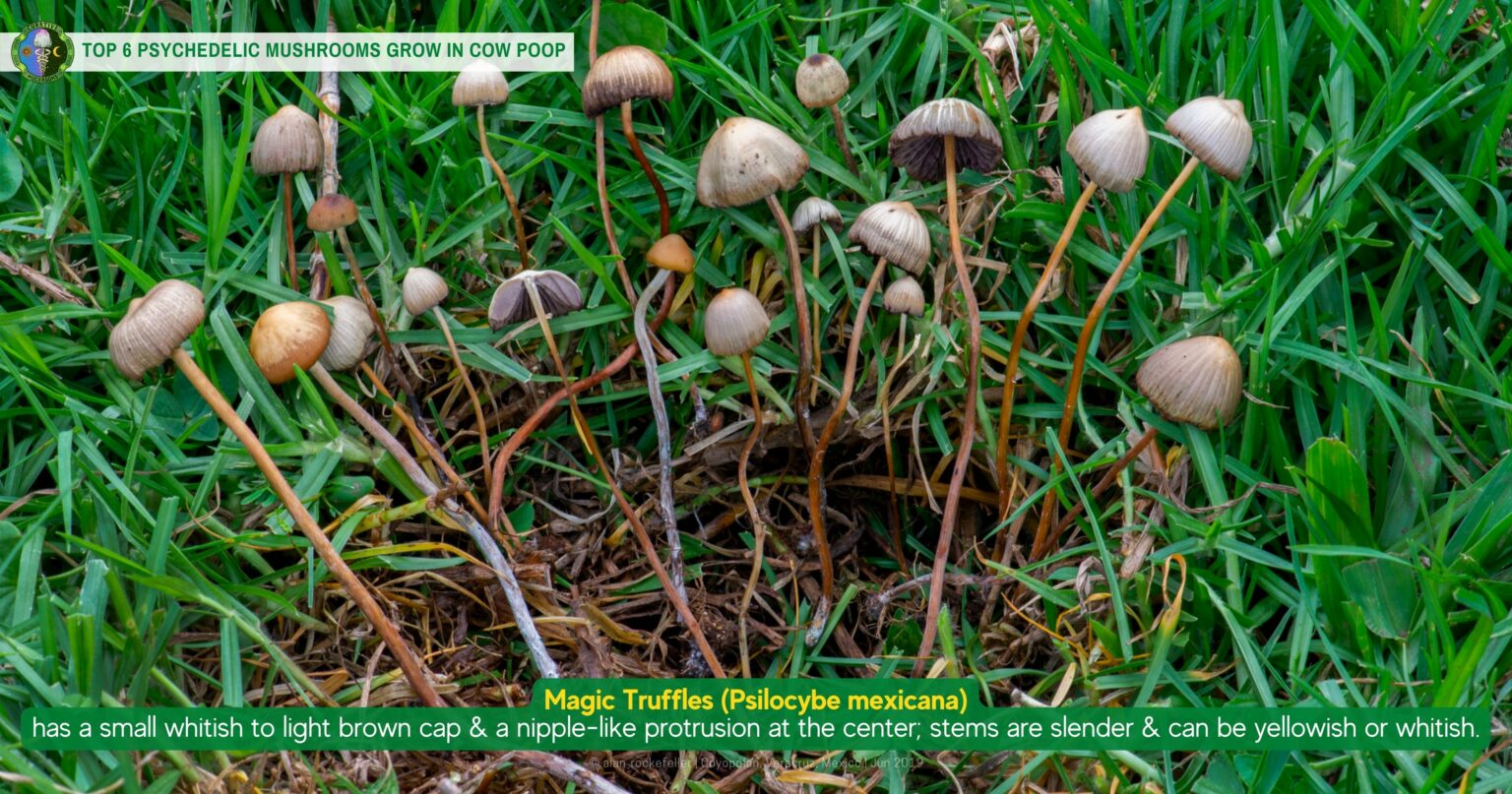Do Psychedelic Mushrooms Grow in Cow Poop? Dung Mushrooms