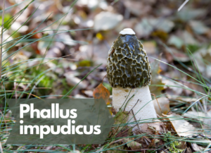 Stinkhorn Mushrooms Identification Guide
